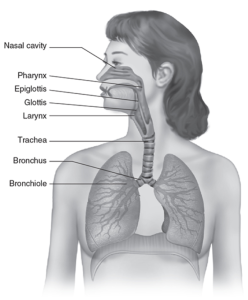 NLN NEX Science Practice Test 2025 [Timed] 55 Questions